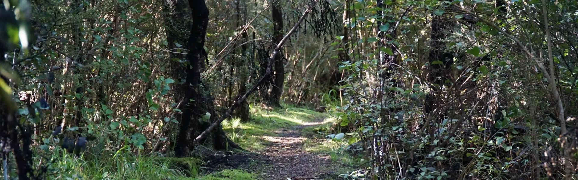 Plan My Walk